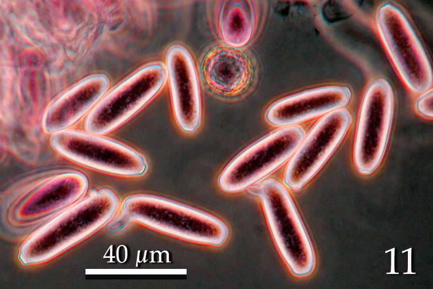 Photos: Zombie Beetles Hang from Flowers | Live Science