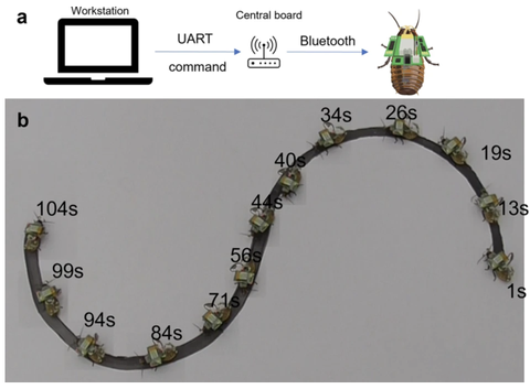 Scientists transformed a cockroach into a remote-controlled zombie ...