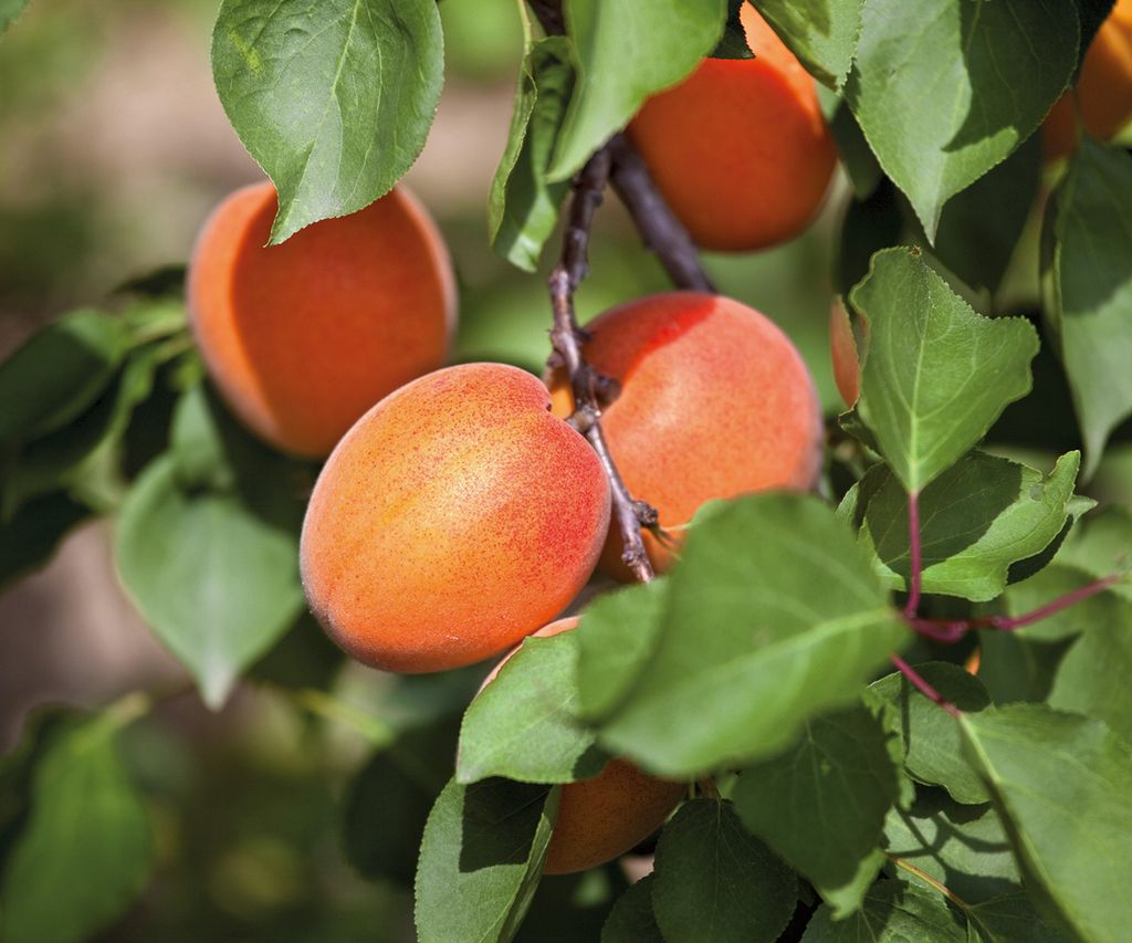 How to grow an apricot tree - from planting to picking | Homes and Gardens