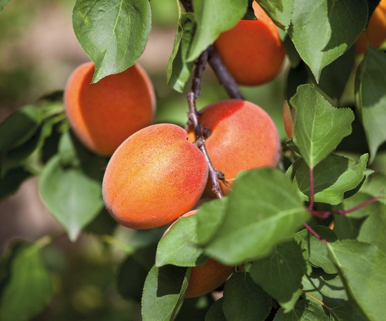Best fruit trees to grow in pots: 9 options for containers | Homes and ...