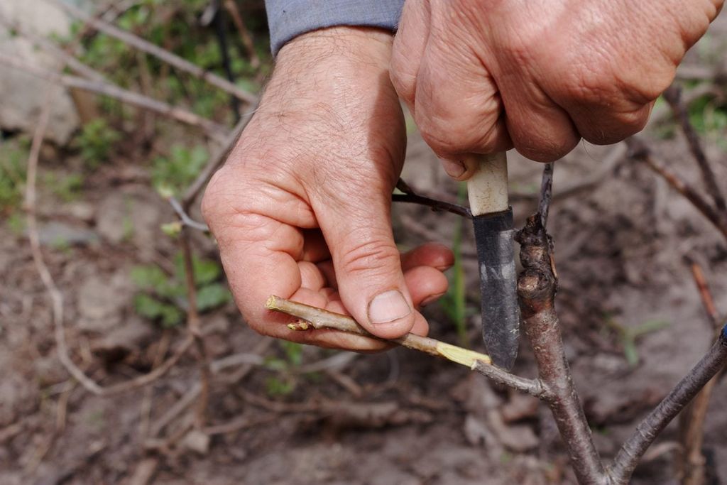 What Is Rootstock: Learn About Grafting Onto Rootstock Plants ...