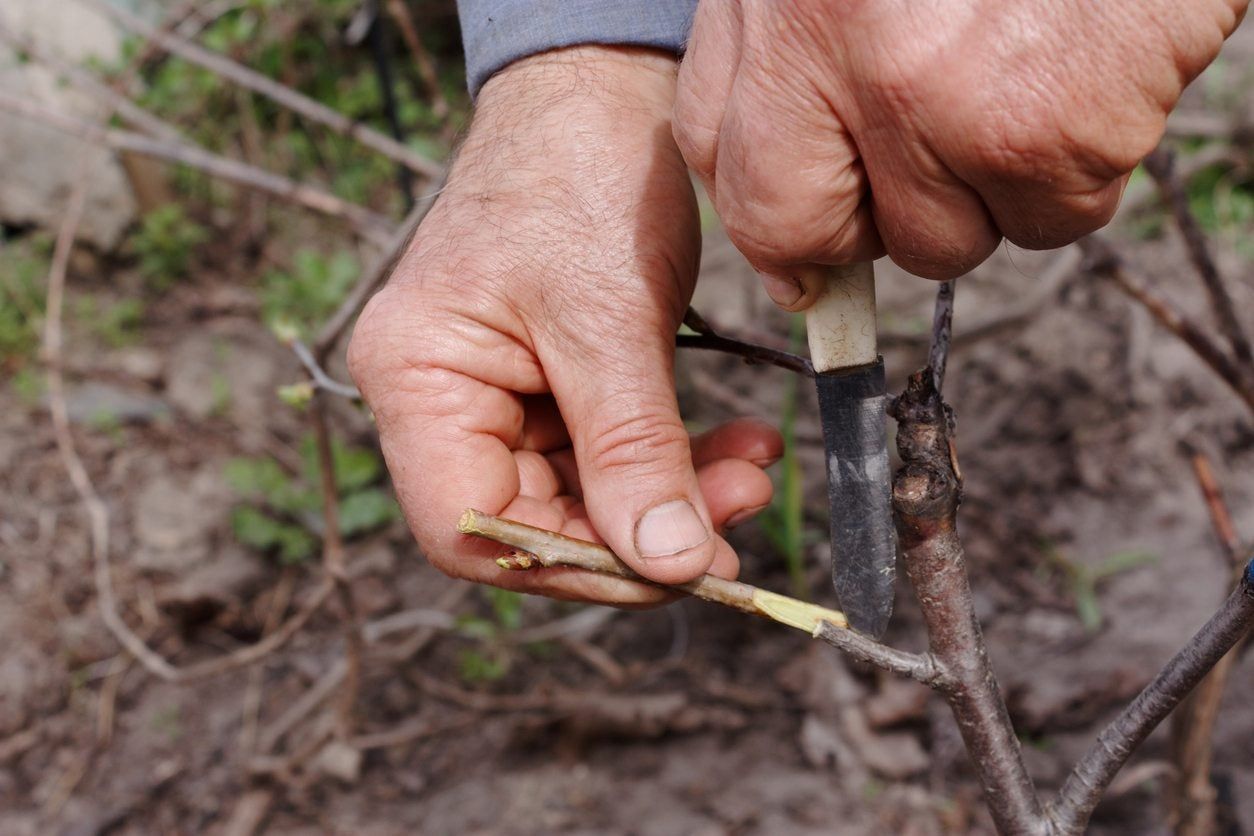 What Is Rootstock: Learn About Grafting Onto Rootstock Plants ...