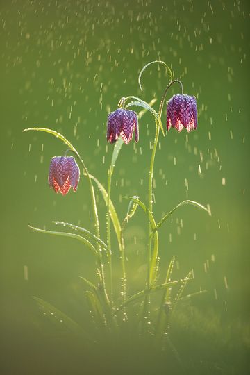 From mizzle to drizzle and dreich to dibble: 17 fascinating British ...