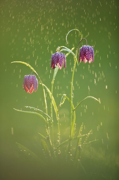From mizzle to drizzle and dreich to dibble: 17 fascinating British ...