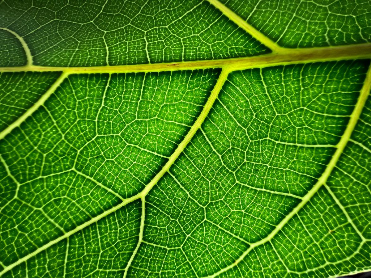 How to use Macro mode on iPhone 13 Pro | iMore