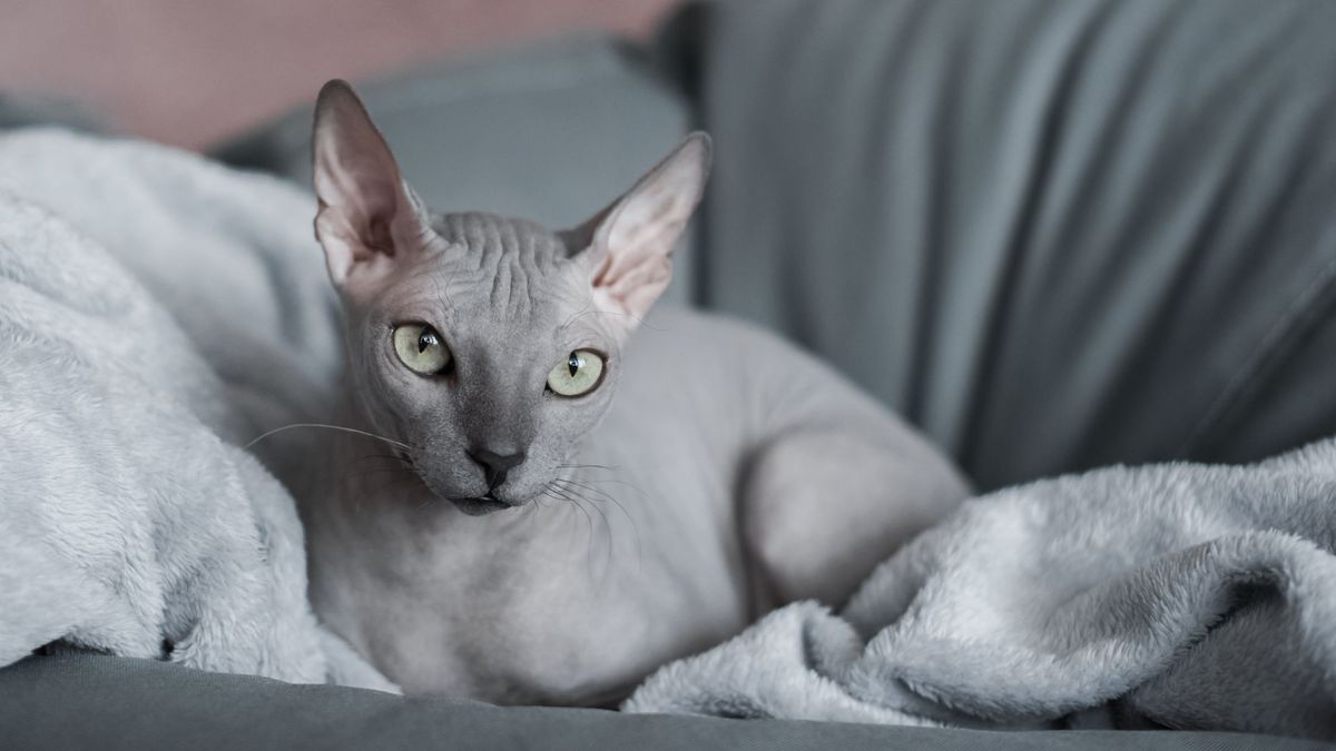 Sphynx cat: Breed profile and information | PetsRadar