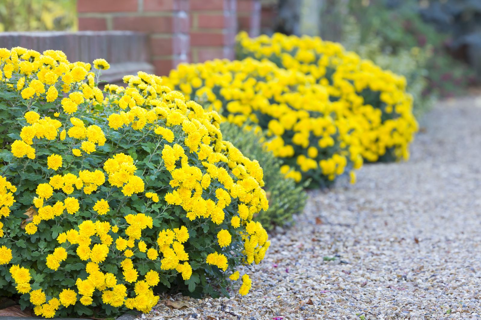 9 fall flowers to plant for autumnal color in your garden | Livingetc