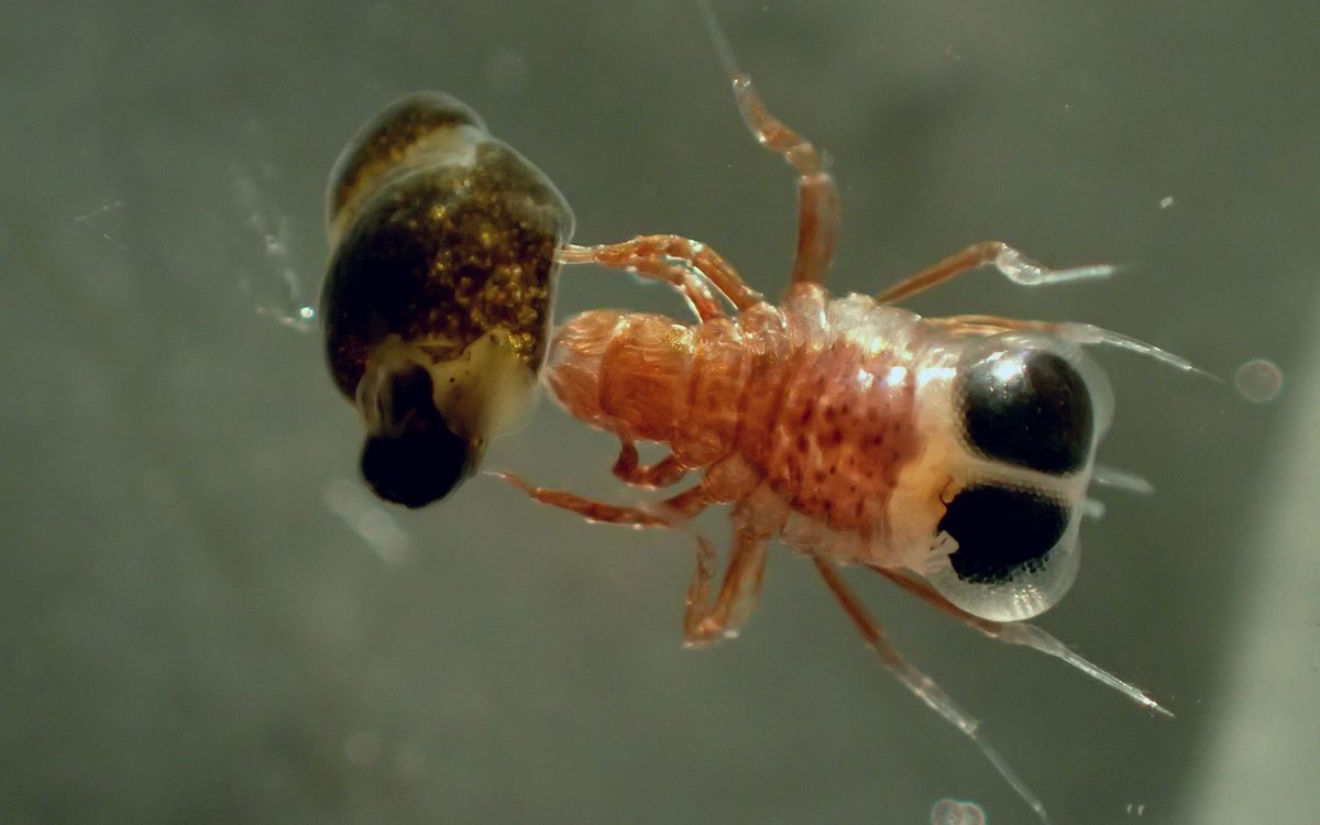 Tiny Antarctic 'Kidnappers' Steal Sea Snails & Wear Them Like Backpacks ...
