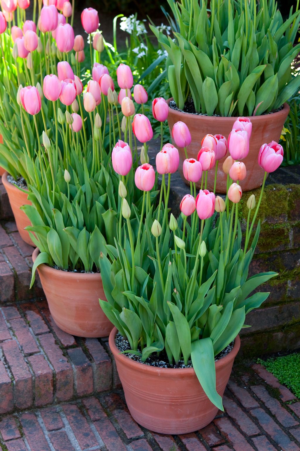 When to Plant Tulip Bulbs in Containers — Here's What You Should Do ...