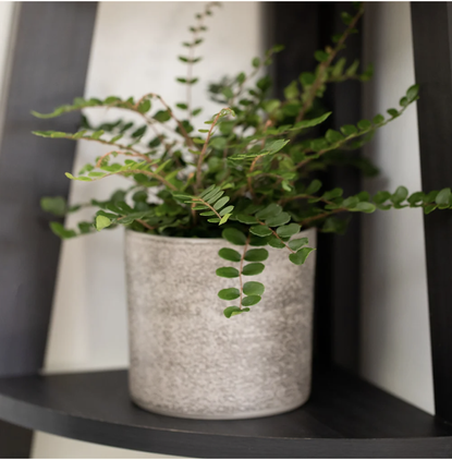 How to care for button fern | Ideal Home