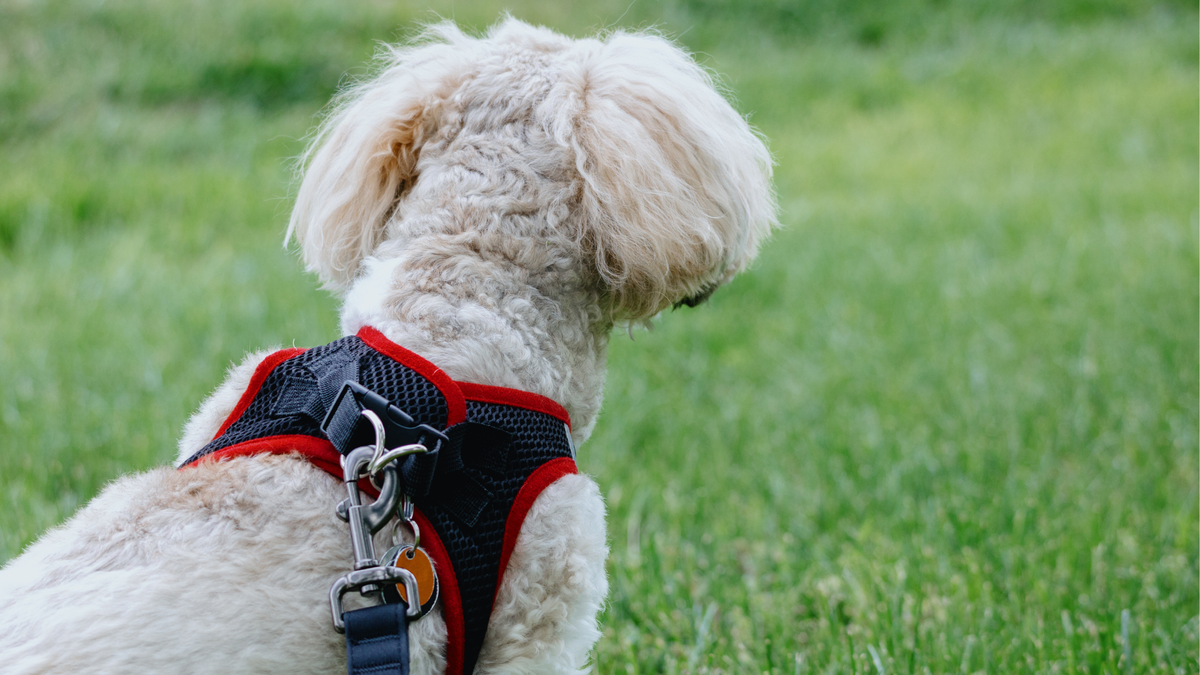 How to put a harness on a puppy: Step-by-step trainer’s guide | PetsRadar