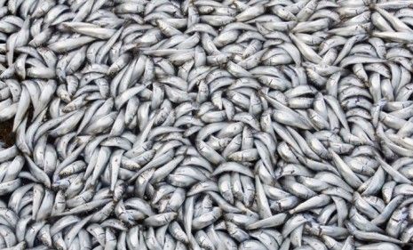 California's 'sardine apocalypse' | The Week