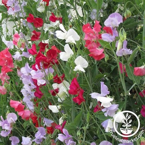 Best fragrant flowers: 14 scented choices for your garden | Homes and ...