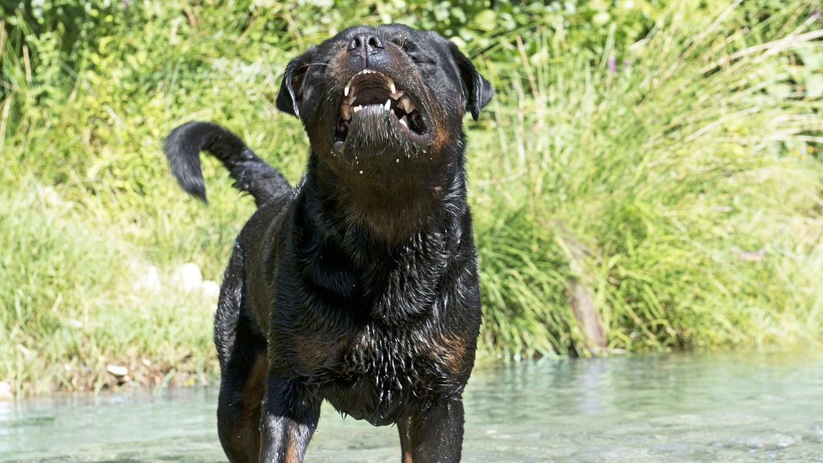 32 biggest barkers - most vocal dog breeds. | PetsRadar