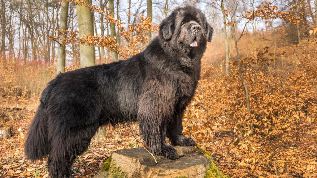 Most expensive dog breeds: Top 10 in the US | PetsRadar