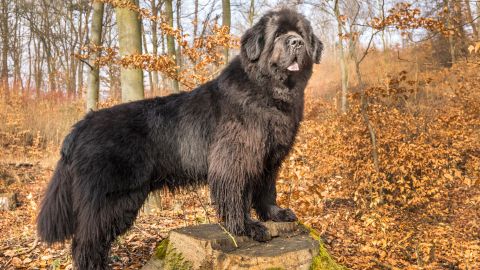Most expensive dog breeds: Top 10 in the US | PetsRadar