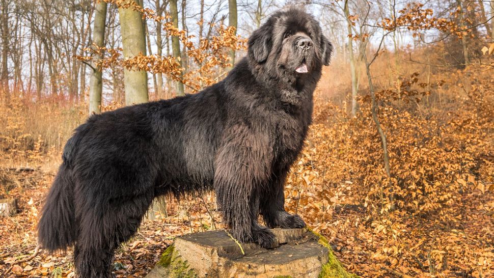 Most expensive dog breeds: Top 10 in the US | PetsRadar
