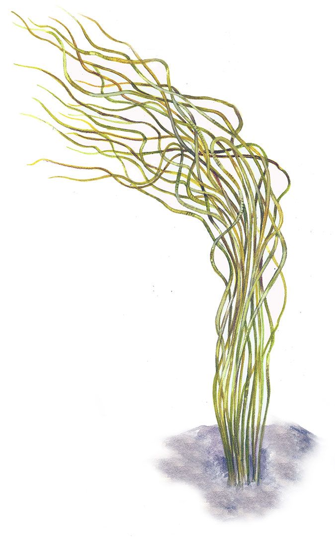 A simple guide to the seaweed of Britain – how to spot it, how to cook ...