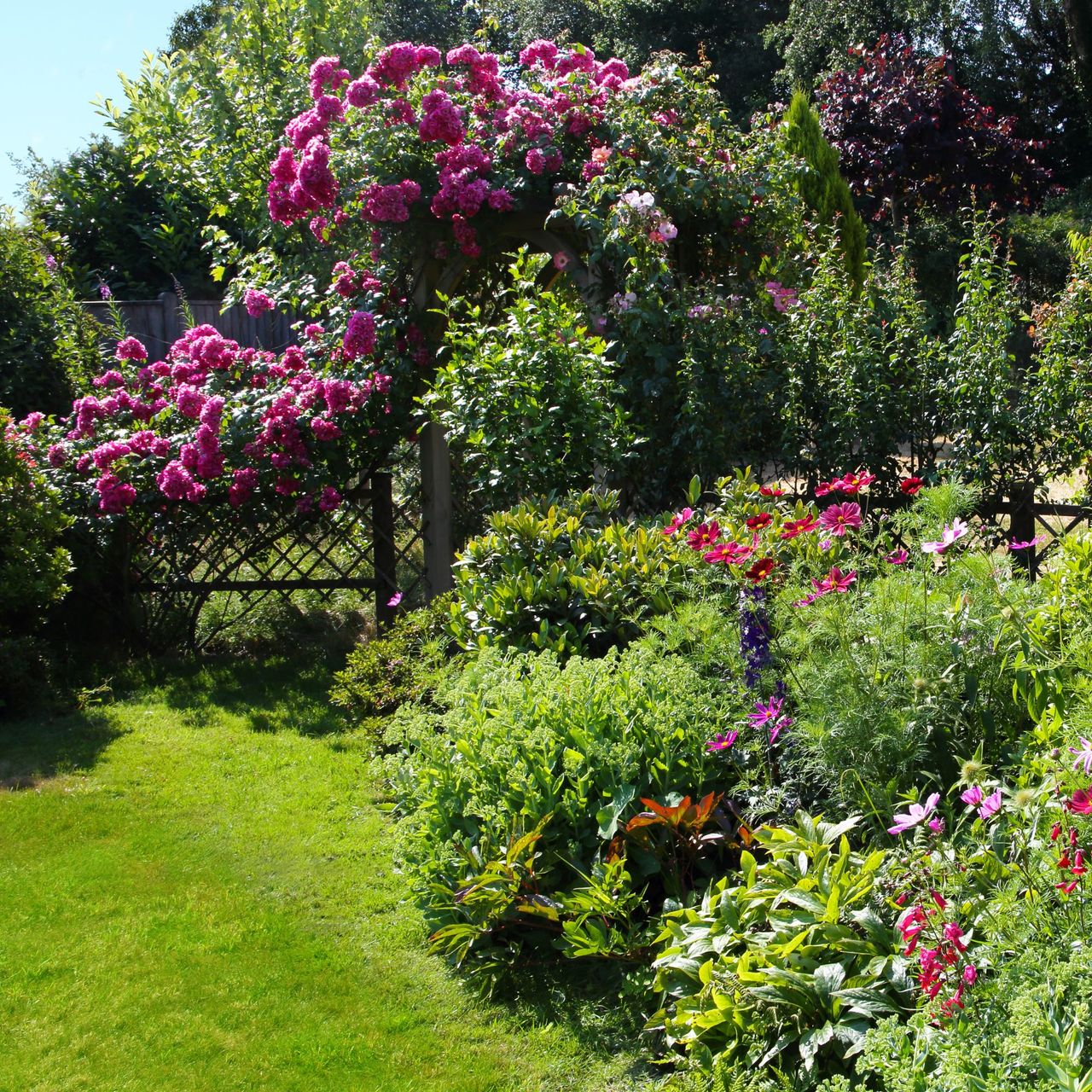 5 best roses for a small garden, according to experts | Ideal Home