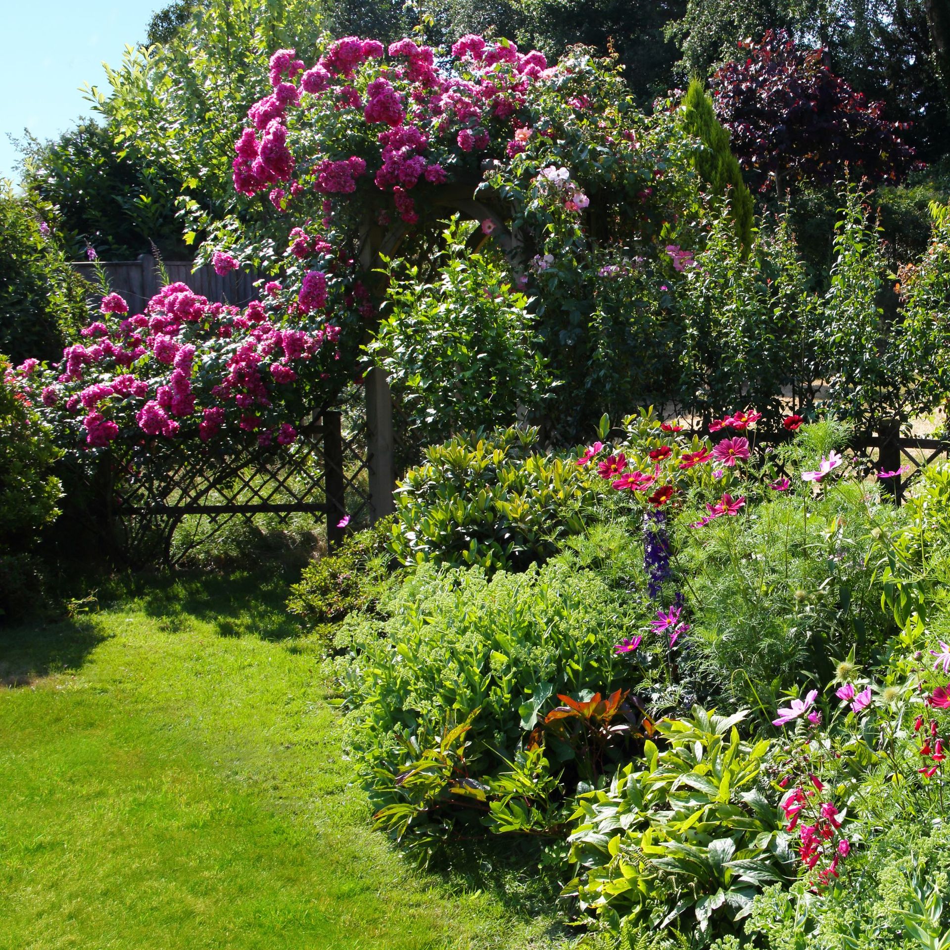 5 best roses for a small garden, according to experts | Ideal Home