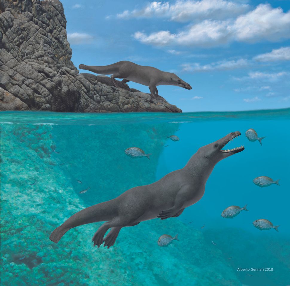 Ancient Four-Legged Whale Swam Across Oceans, Walked Across Continents ...