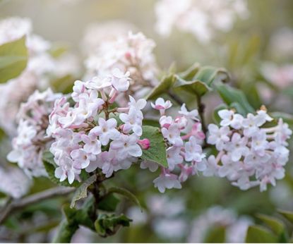 Best fast-growing shrubs: 15 bright and beautiful varieties | Homes and ...