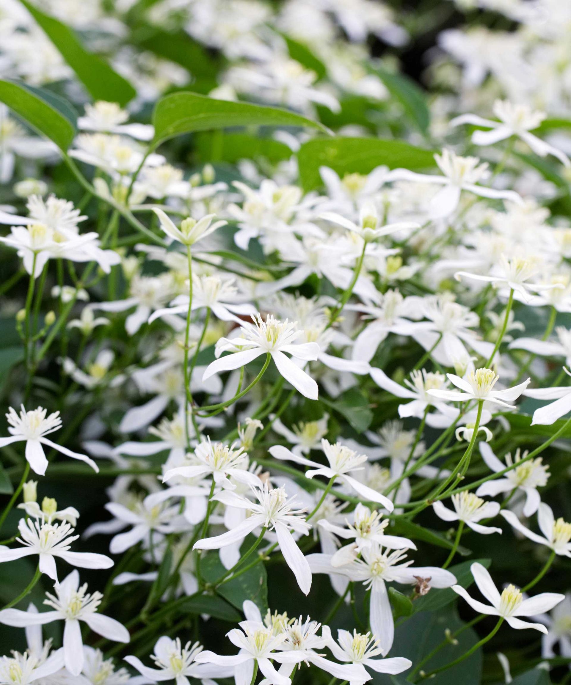 Summer clematis care and growing guide: expert advice | Gardeningetc