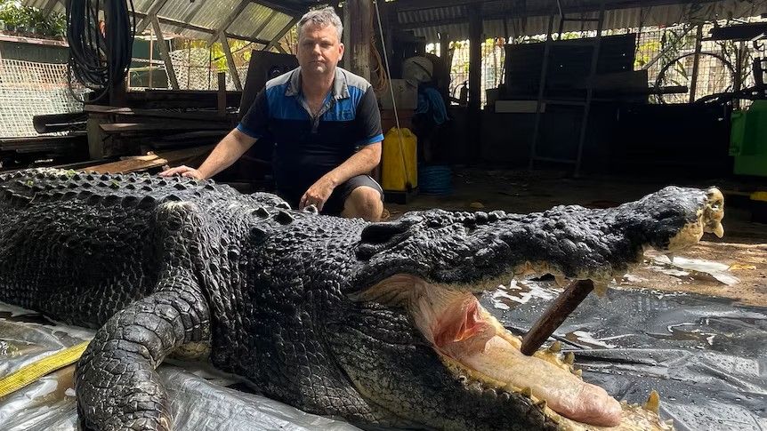 Cassius the giant crocodile died from sepsis after 40-year-old dormant ...