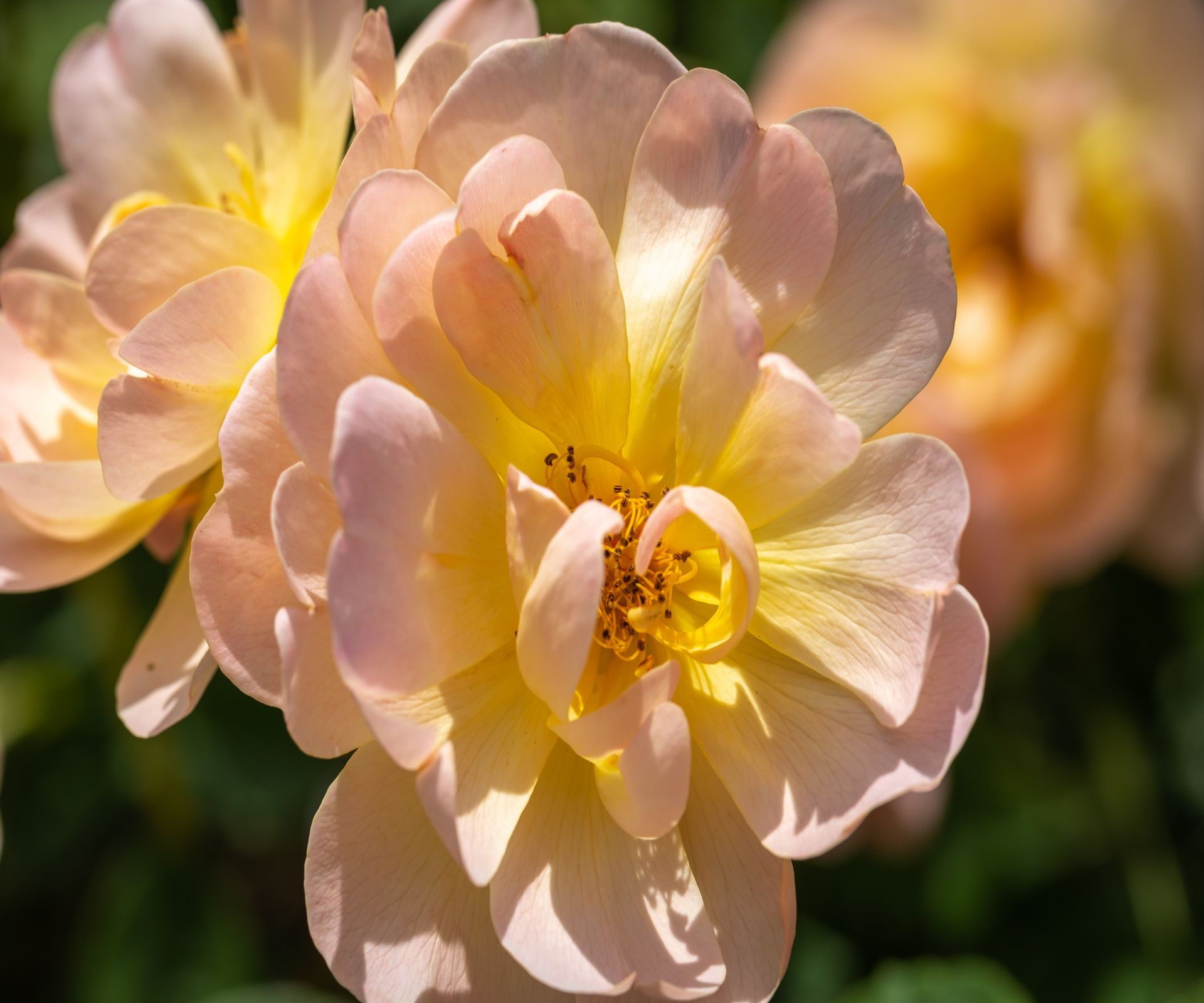 The best roses for hedges: Our top 10 expert picks | Homes and Gardens