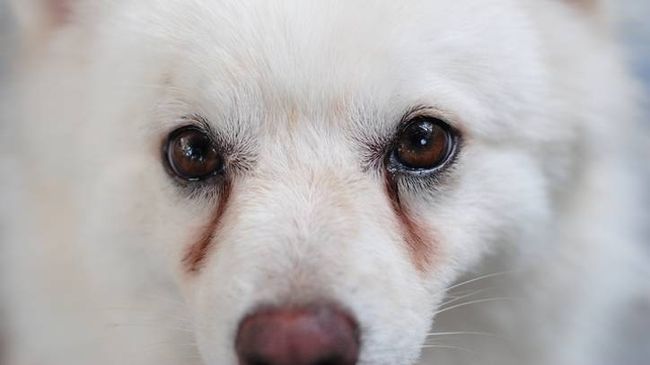 Eye discharge in dogs: Vet's guide to causes and treatment | PetsRadar