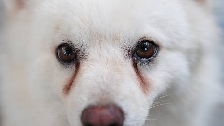 Eye discharge in dogs: Vet's guide to causes and treatment | PetsRadar