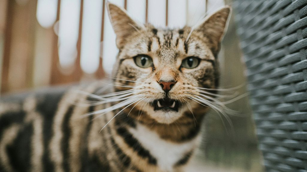Why is my cat growling? Vet reveals 3 common reasons and whether it’s ...