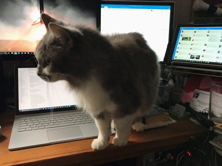 It's Friday! Here's a bunch of cute animals with Surface PCs | Windows ...