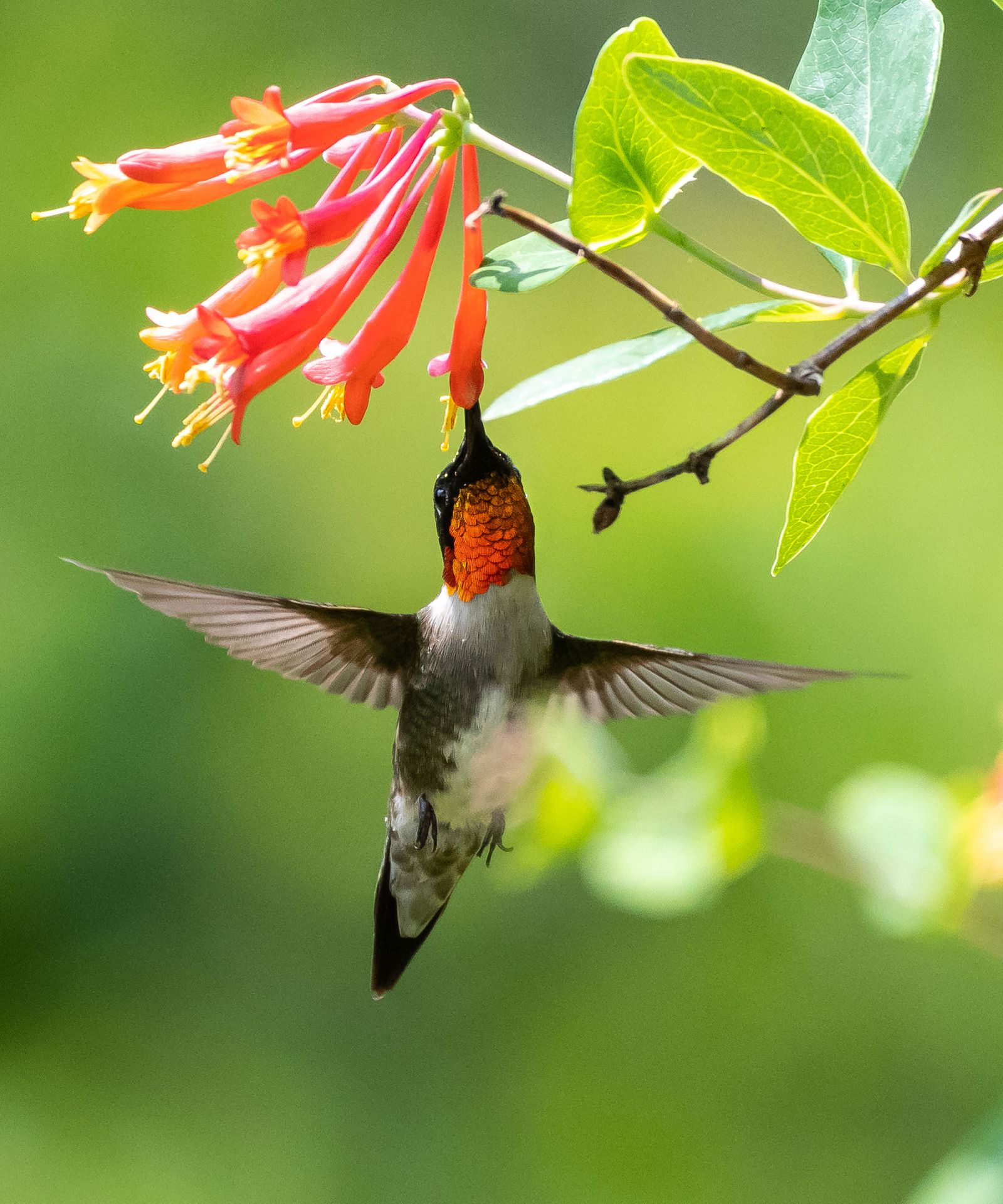 Tubular Flowers For Hummingbirds: 9 Tube-Flowered Plants | Gardening ...