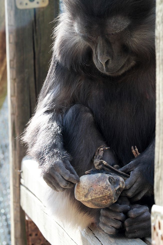 In Photos: Macaque Mother Cares For Mummified Corpse of Daughter | Live ...