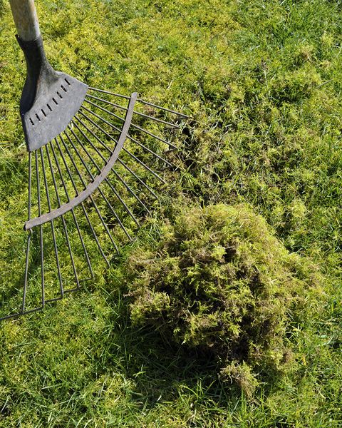 How to scarify a lawn: a step-by-step guide | Homebuilding