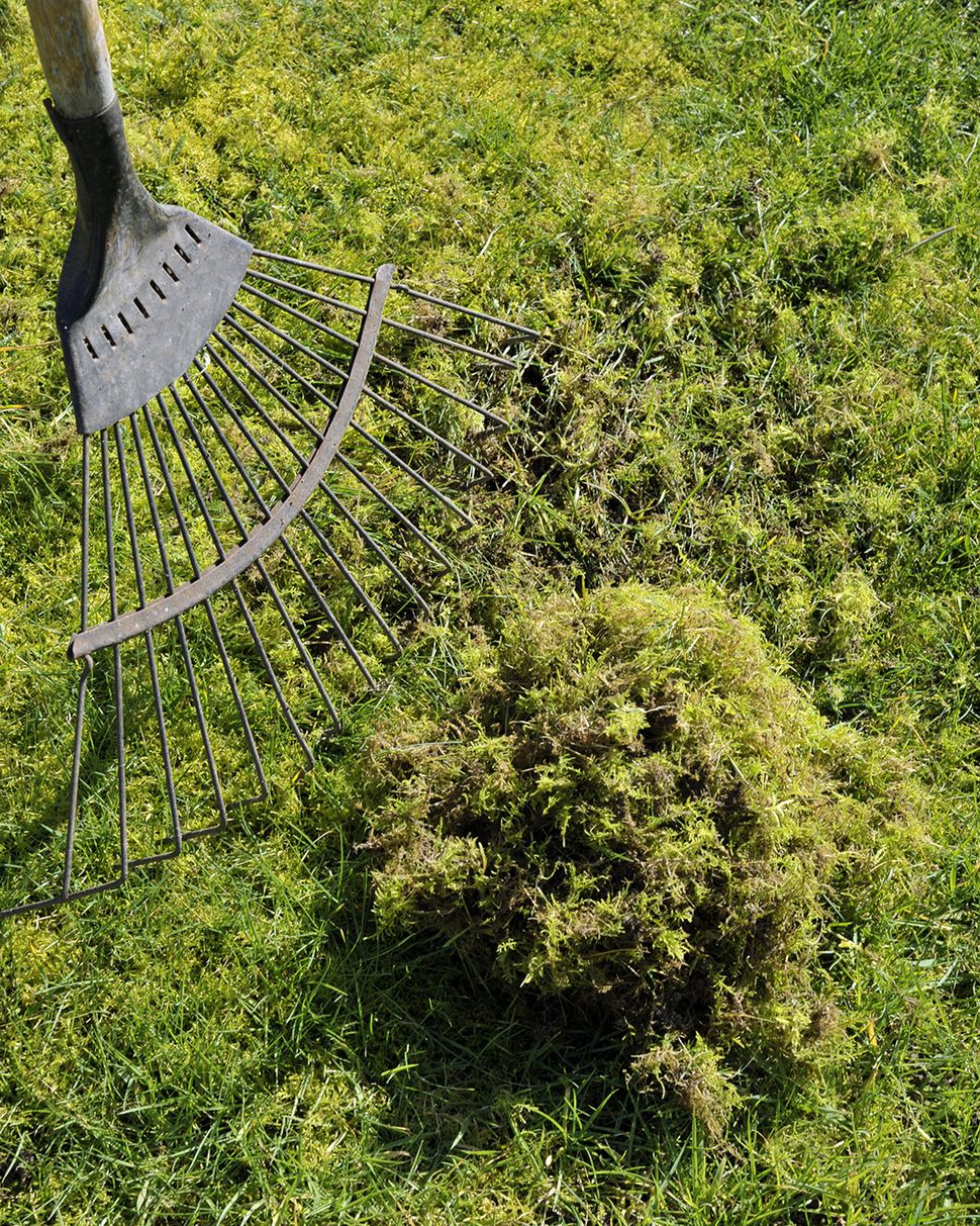 How to scarify a lawn: a step-by-step guide | Homebuilding