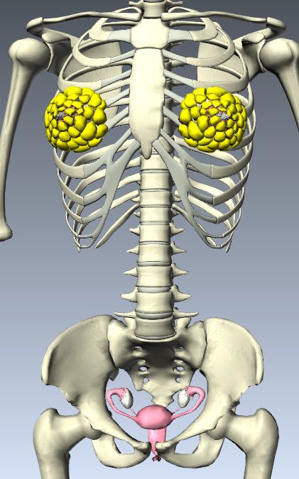 Gallery: The BioDigital Human | Live Science