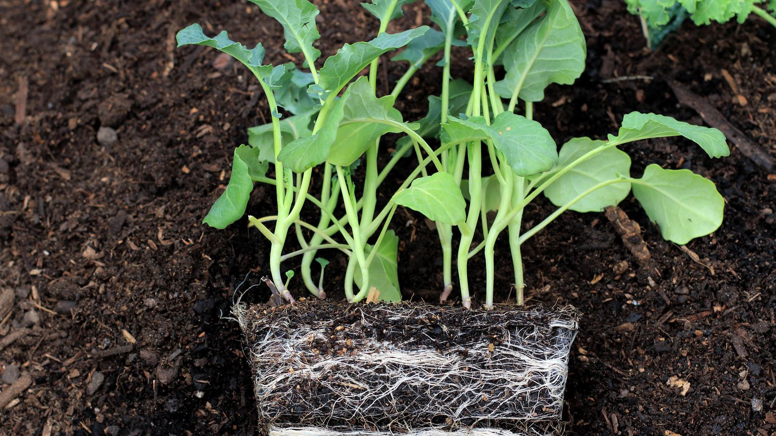 How to grow calabrese: our green broccoli planting guide | Gardeningetc