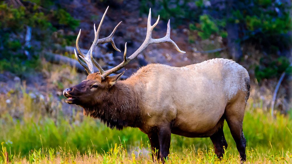 Thoughtless tourists mob bull elk in Rocky Mountains National Park ...