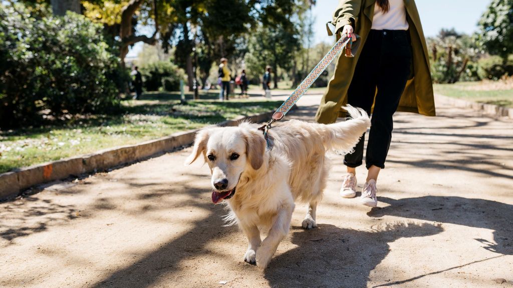 Three of the most common loose leash walking mistakes (and how to fix ...