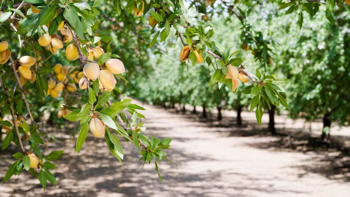 Almond Tree Varieties - Learn About Different Almond Trees For Gardens ...