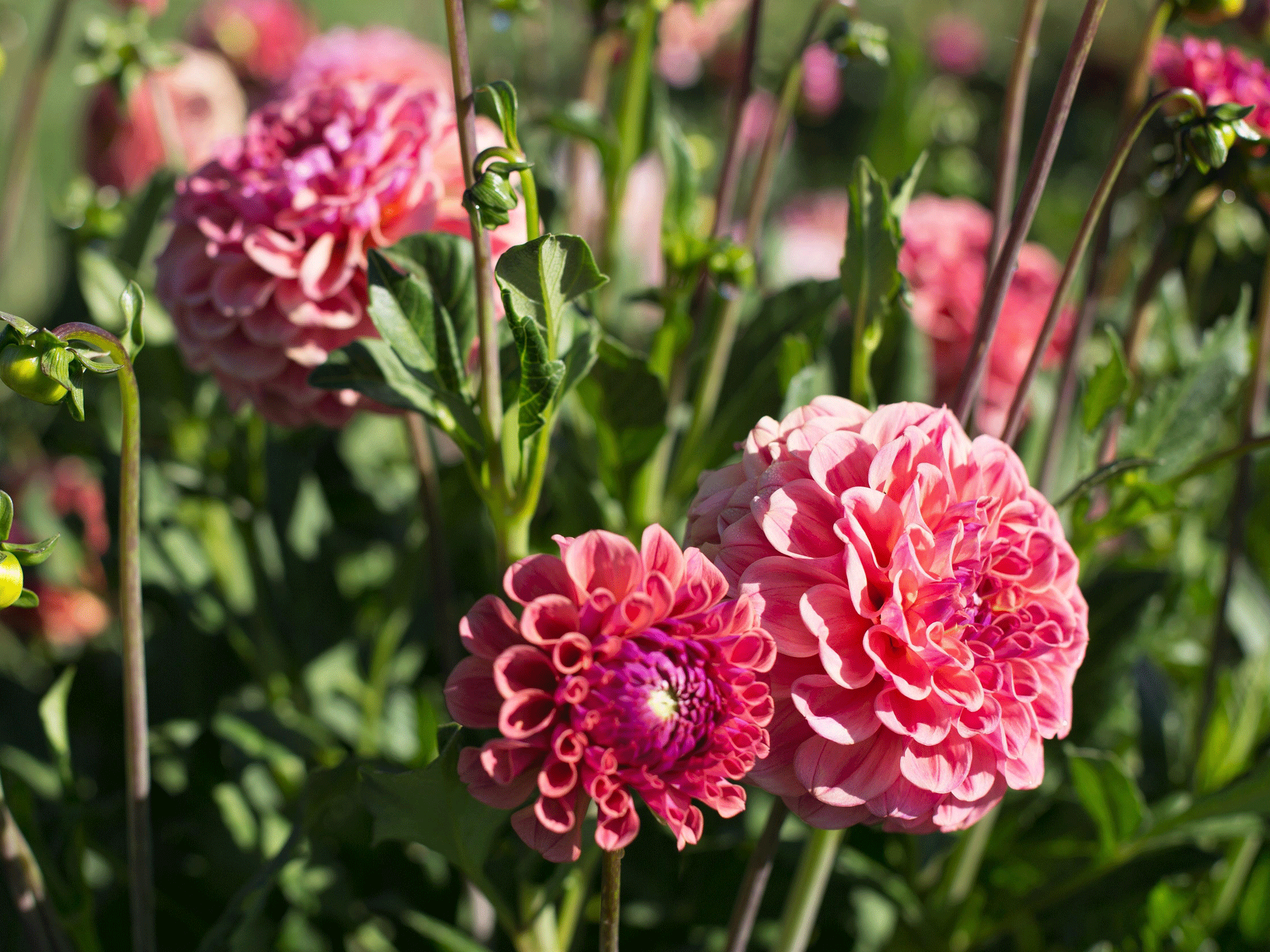 10 backyard color trends for 2023 to elevate your outdoors | Livingetc