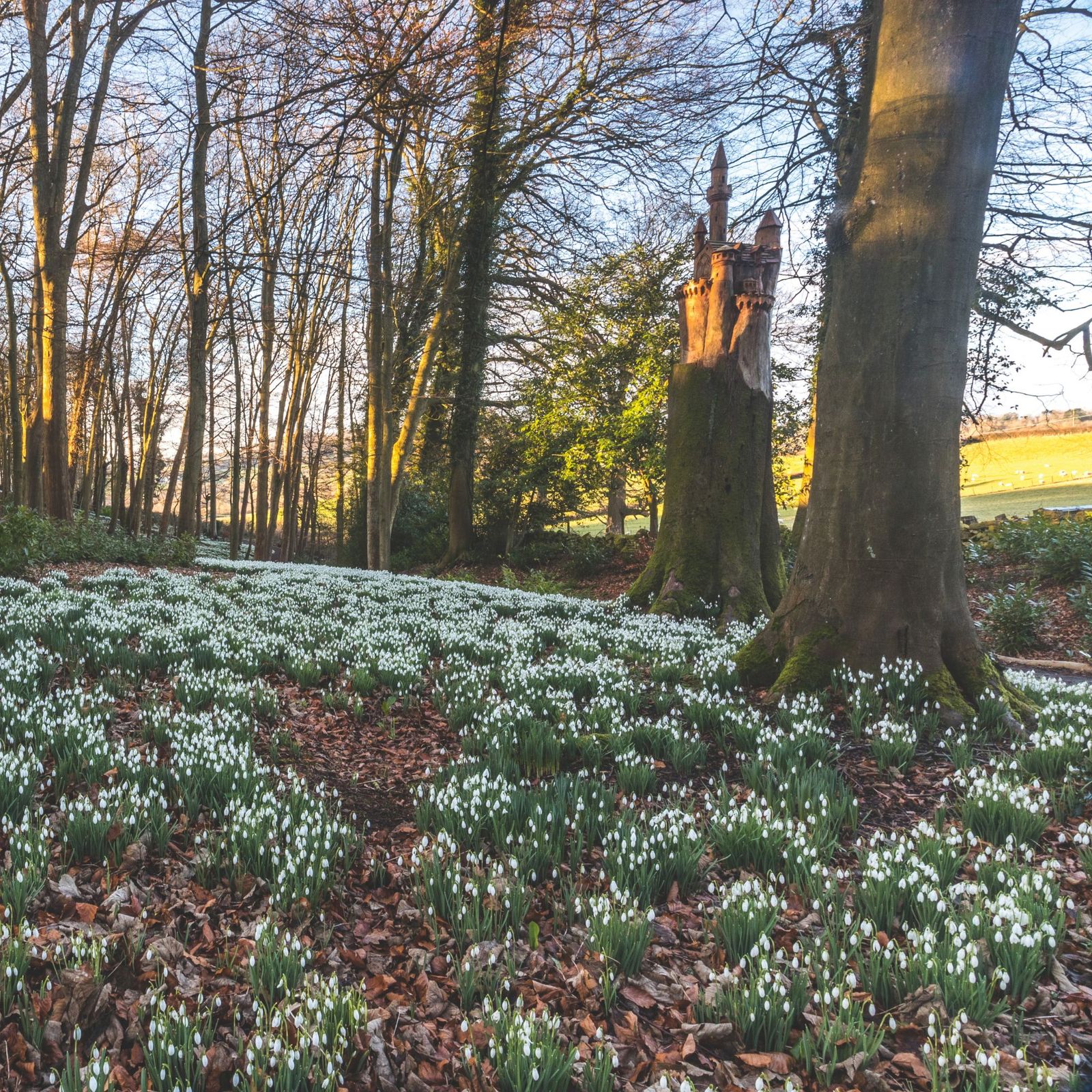 Where is the best place to plant snowdrops? A complete guide | Ideal Home