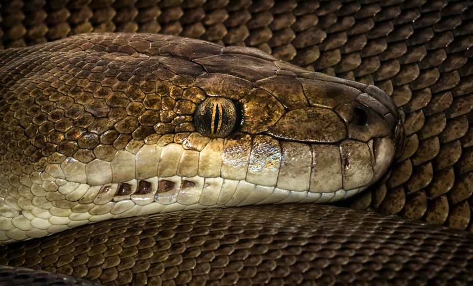 Snakes - News and Scientific Articles on Live Science - Page 7 | Live ...