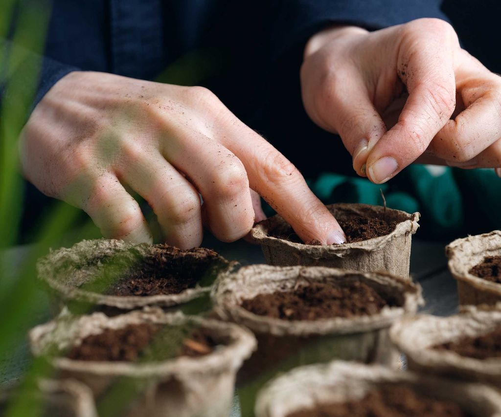 5 best fast-growing flowers to grow from seed | Homes and Gardens