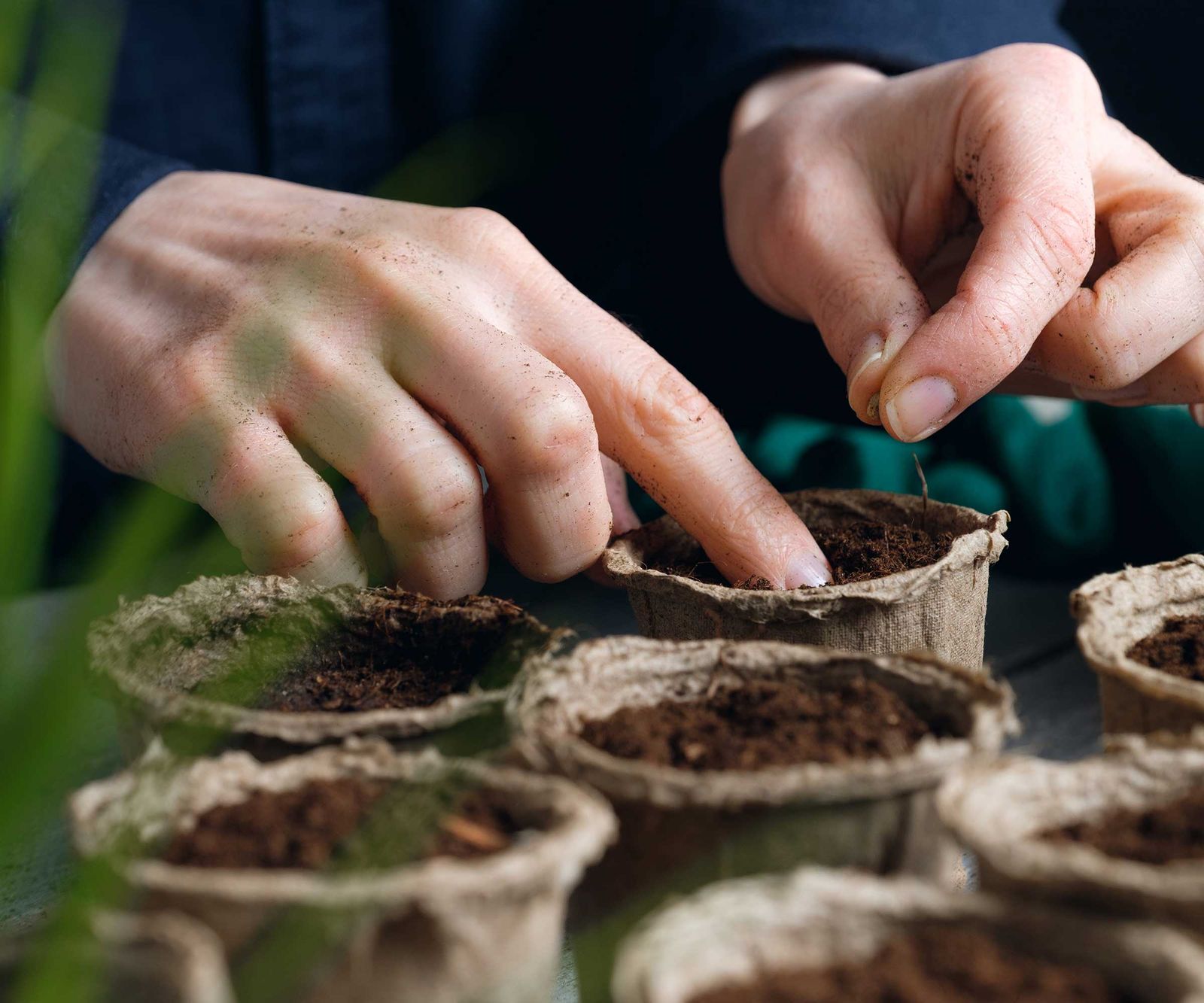 How to grow morning glory from seed successfully | Homes and Gardens