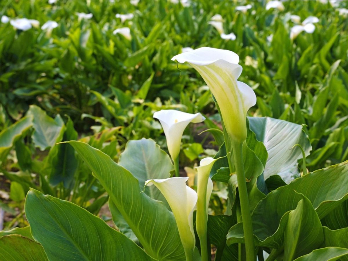 Getting Buds To Open On Callas: How To Get Blooms On Calla Lilies ...