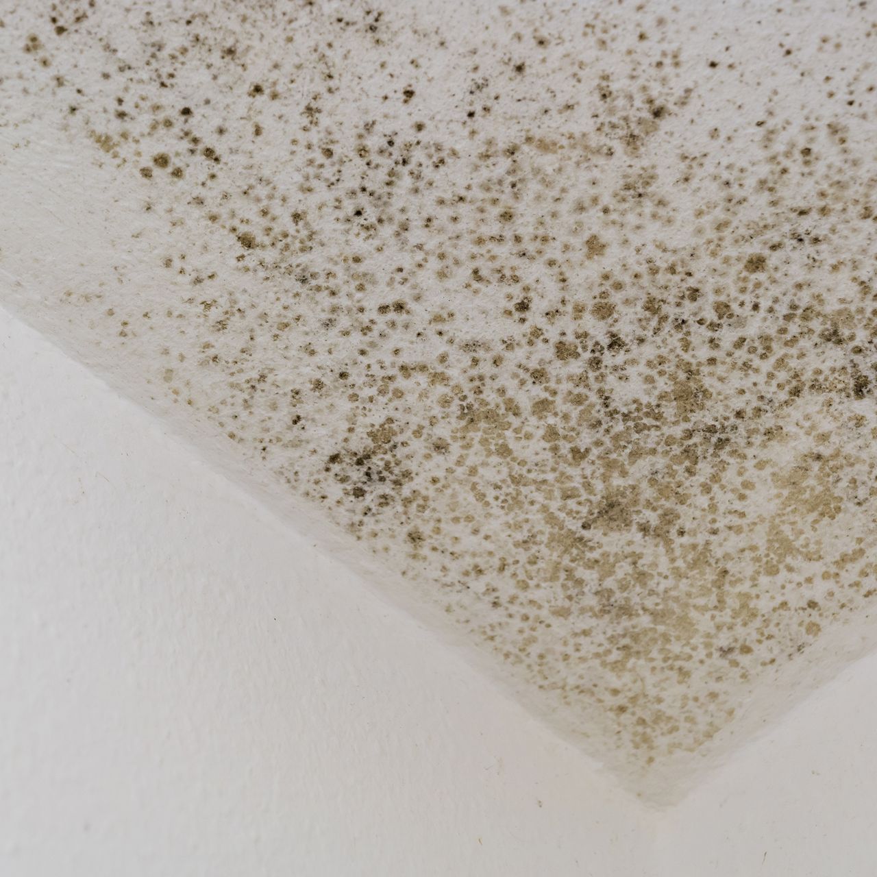 Mould or condensation marks - how to tell the difference | Ideal Home