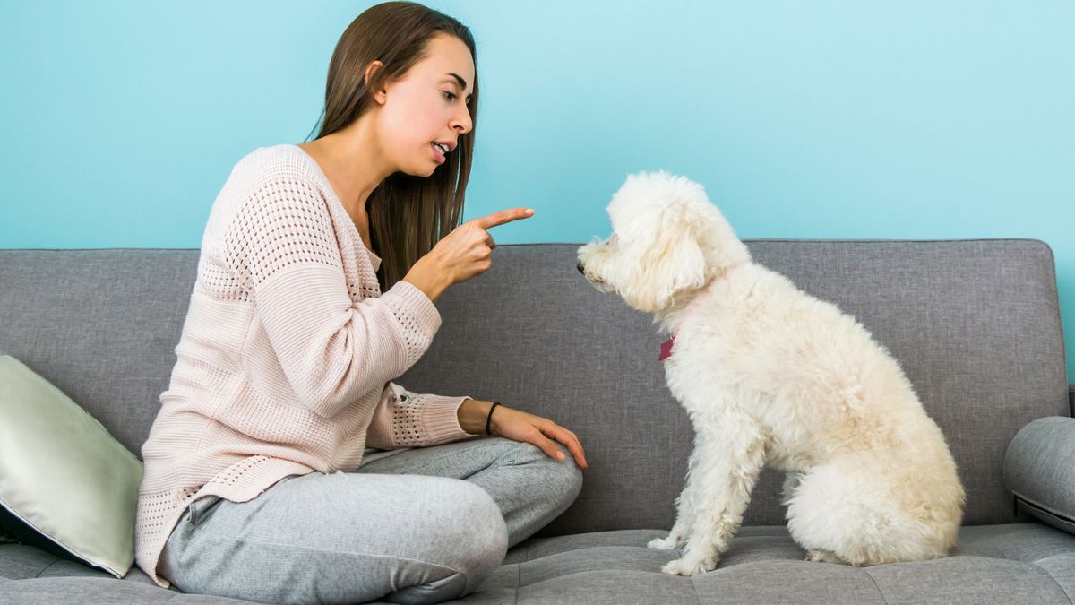 32 ways to be a responsible dog owner | PetsRadar